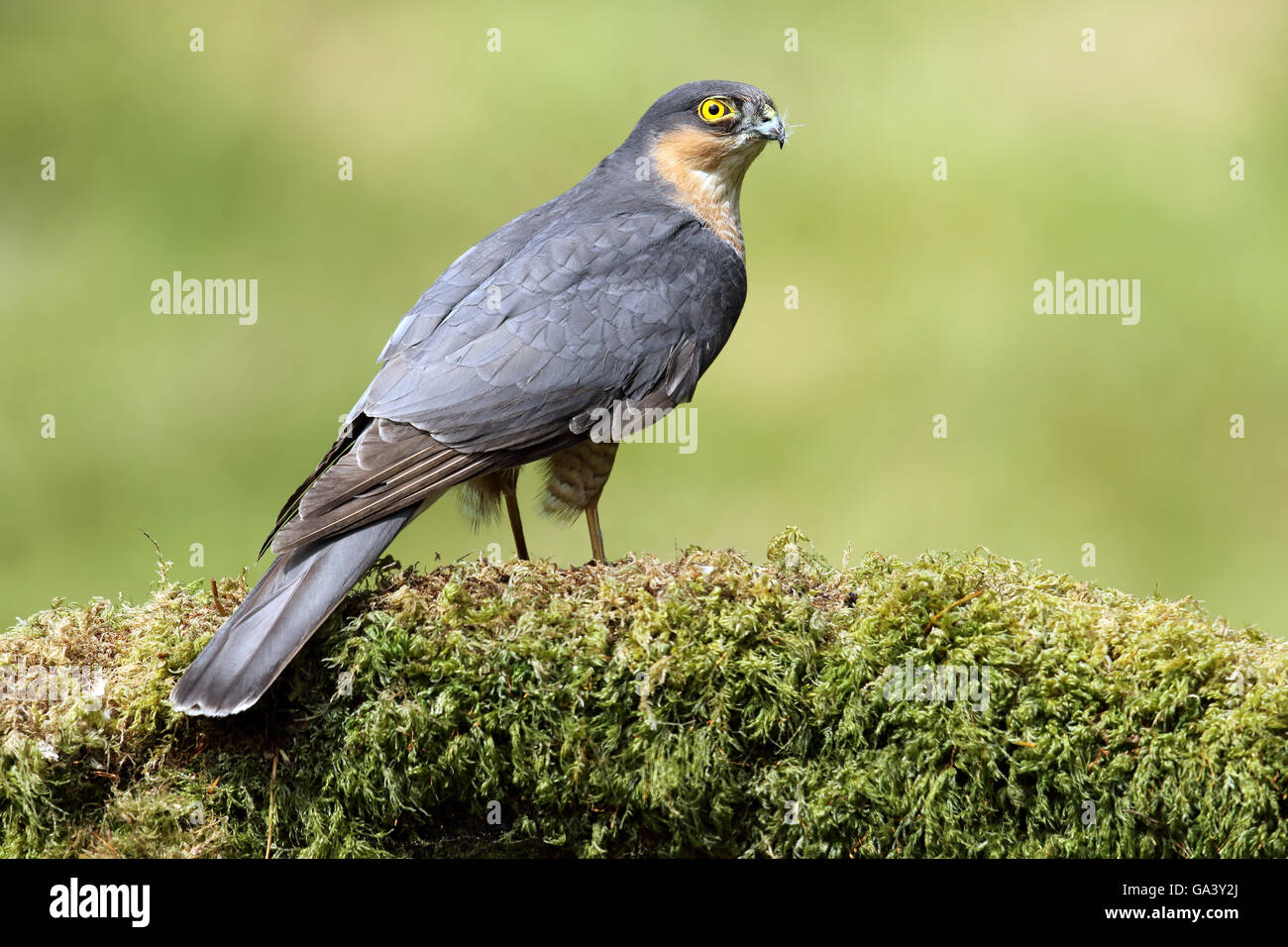 Wild Male Eurasian Sparrowhawk (Accipter nisus). On its plucking post ...
