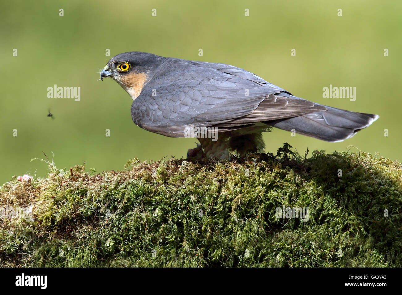 Wild Male Eurasian Sparrowhawk (Accipter nisus). On its plucking post ...