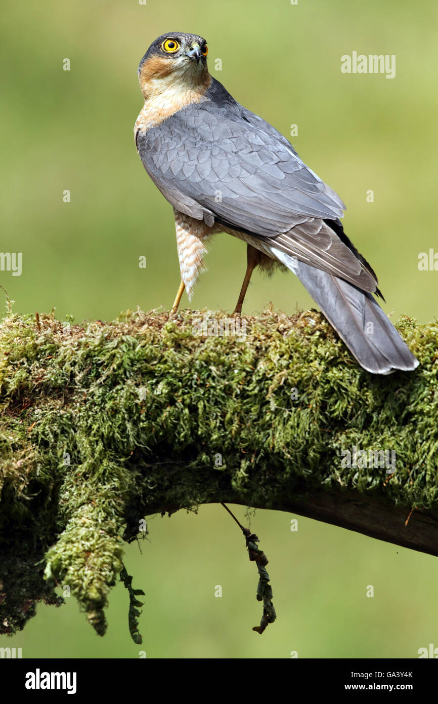 Wild Male Eurasian Sparrowhawk (Accipter nisus). On its plucking post ...