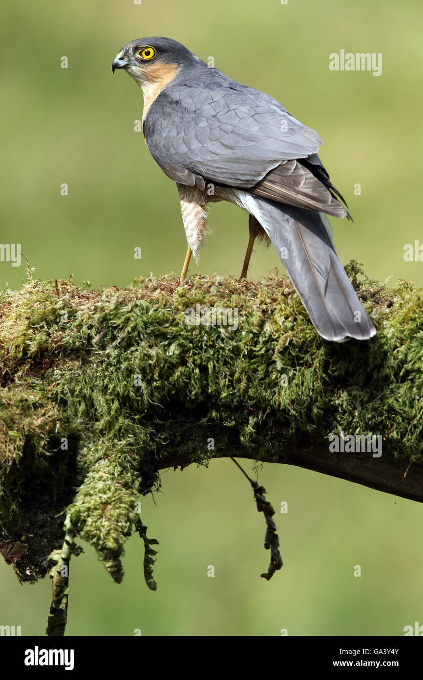Male eurasian sparrowhawk hi-res stock photography and images - Alamy