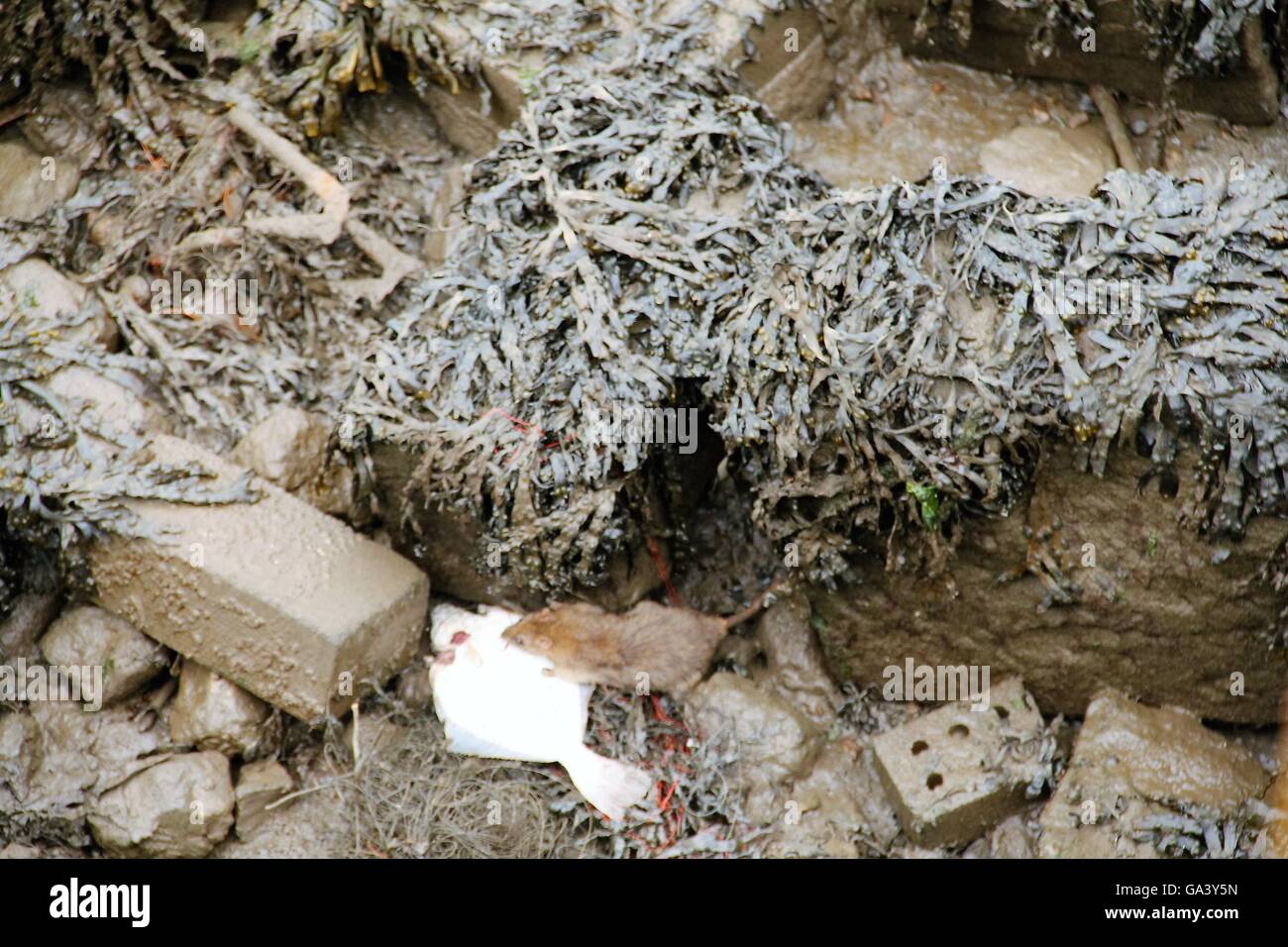 River rat hi-res stock photography and images - Alamy