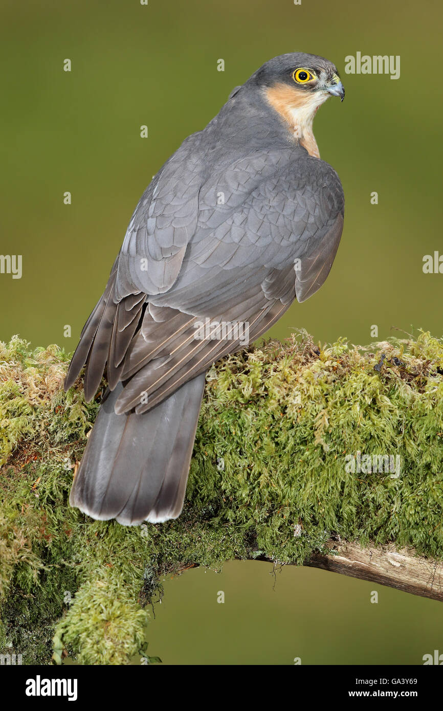 Wild Male Eurasian Sparrowhawk (Accipter nisus). On its plucking post ...