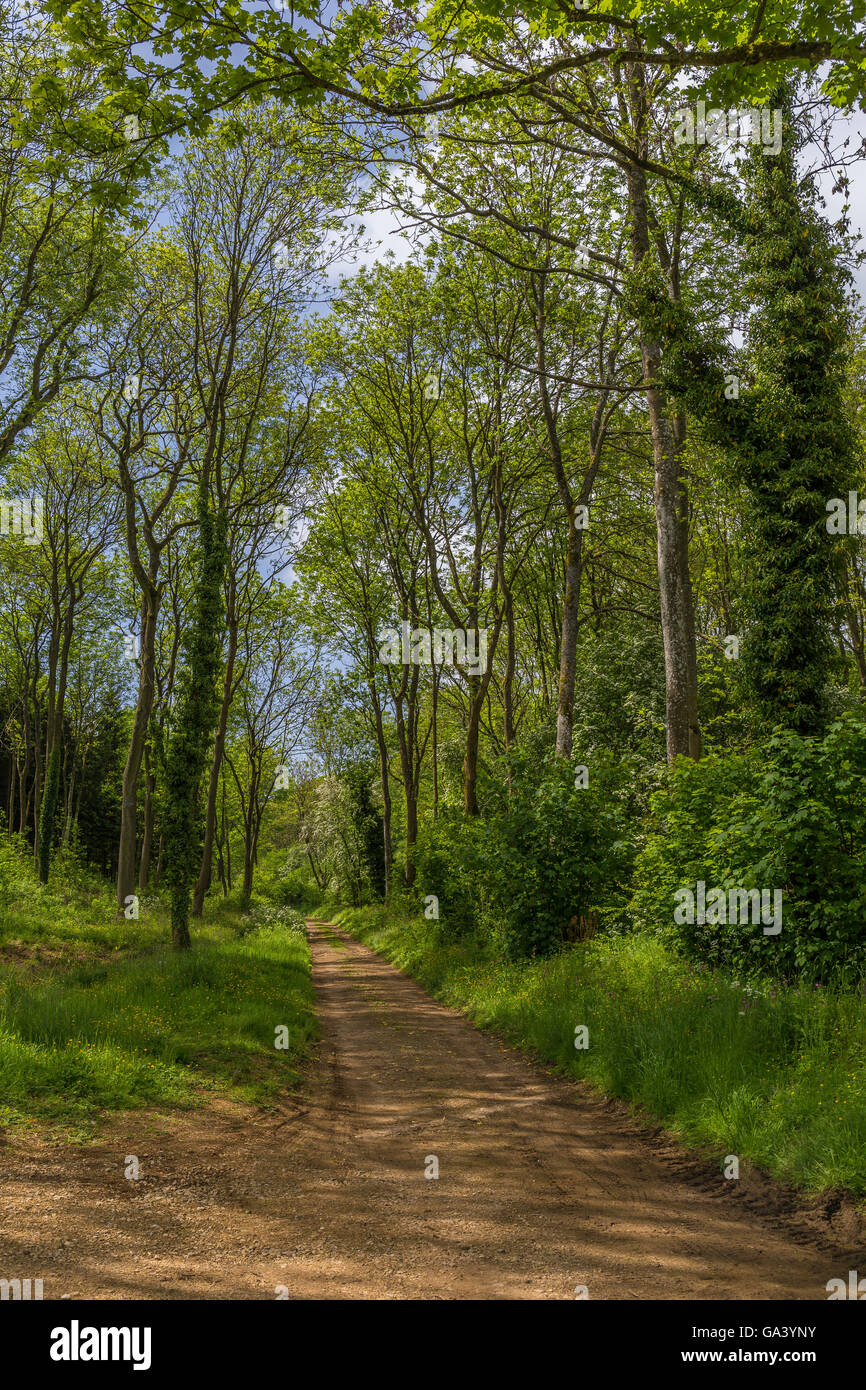 Archway of trees hi-res stock photography and images - Alamy