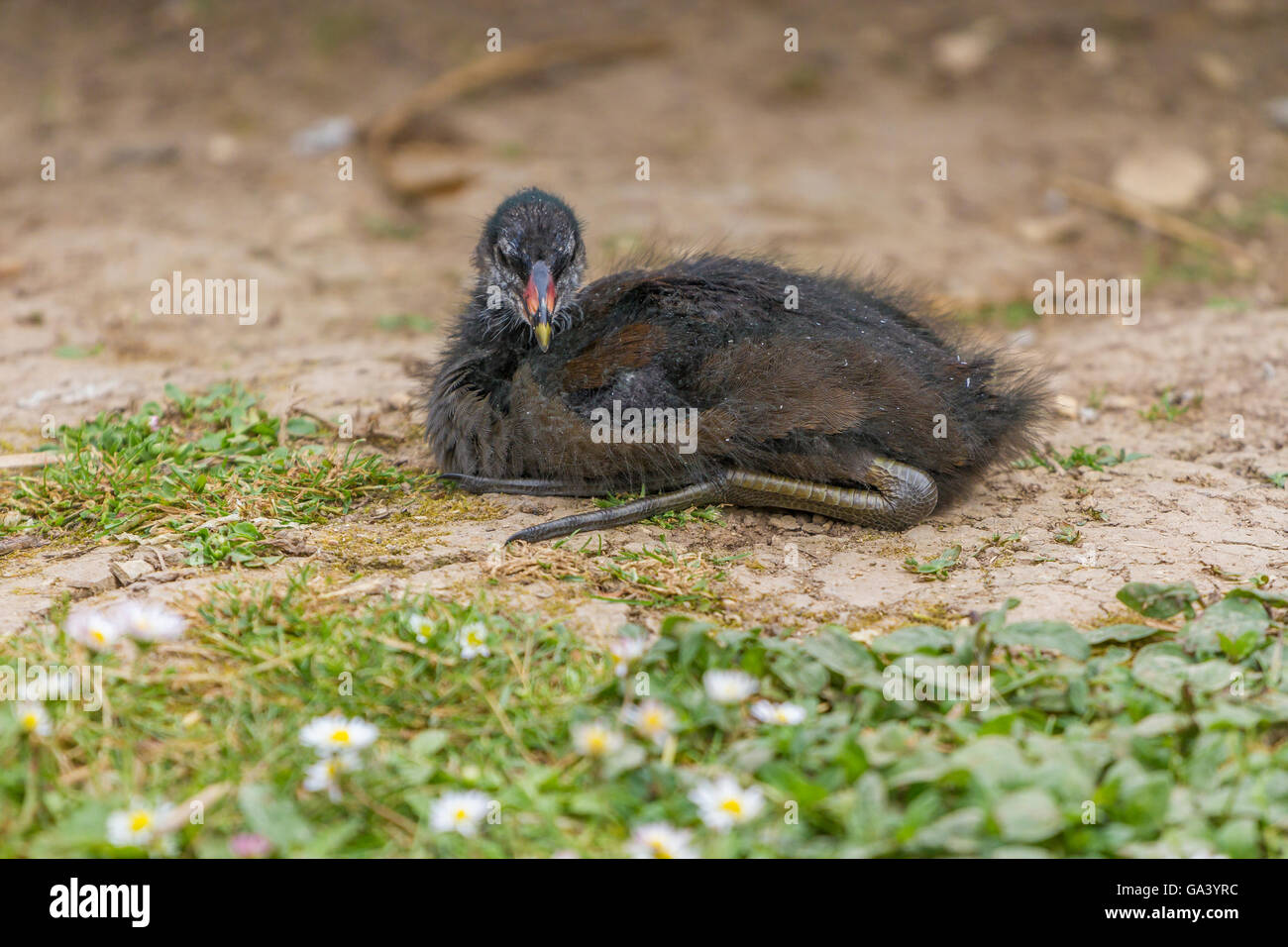 Coot duckling hi-res stock photography and images - Alamy
