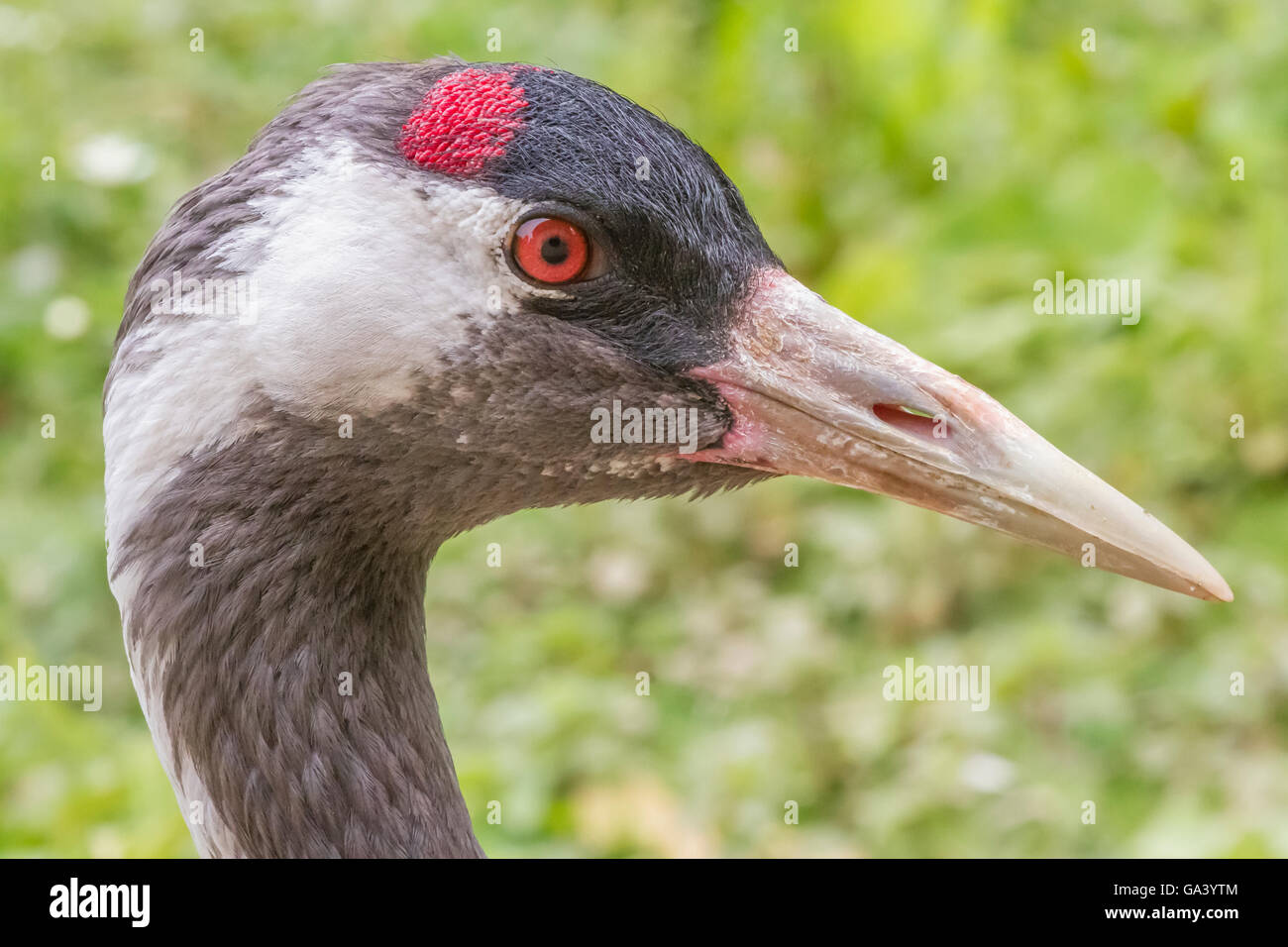 Common Crane at Slimbridge Stock Photo - Alamy