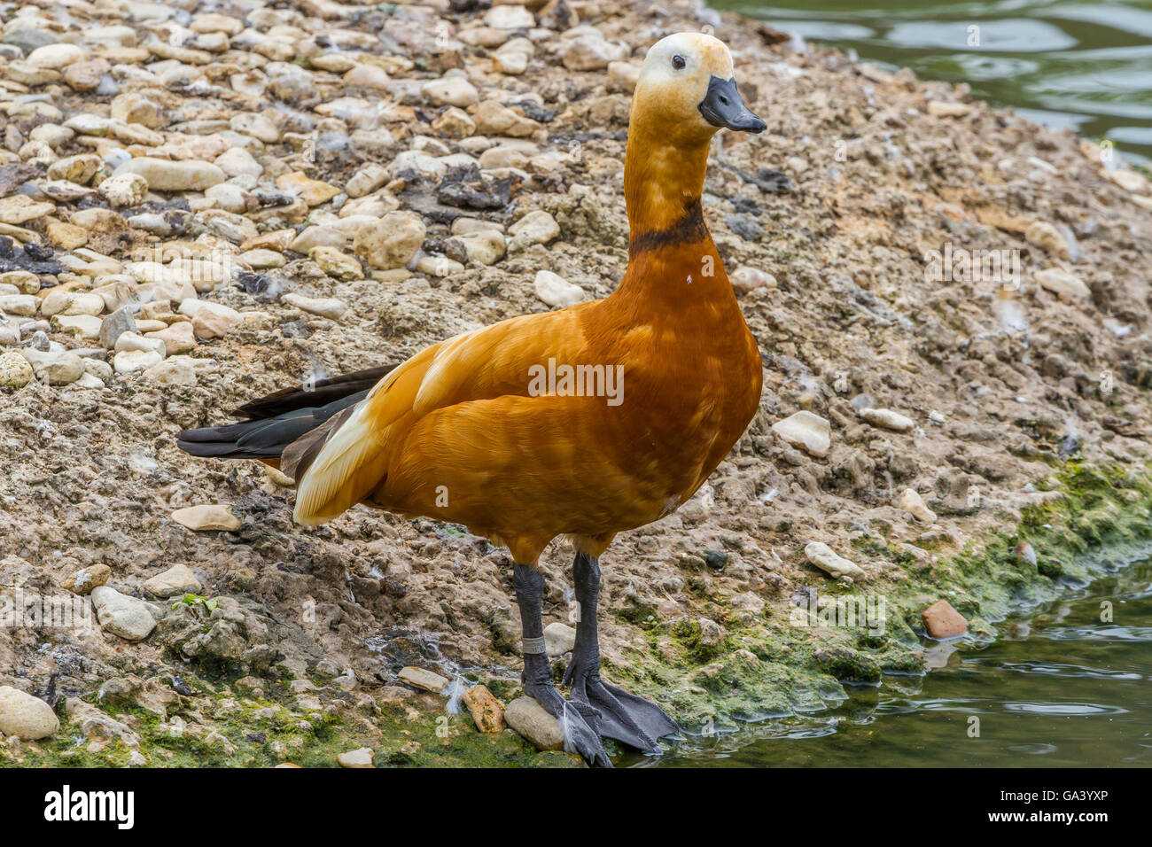 Ruddy Shelduck at Slimbridge Stock Photo - Alamy