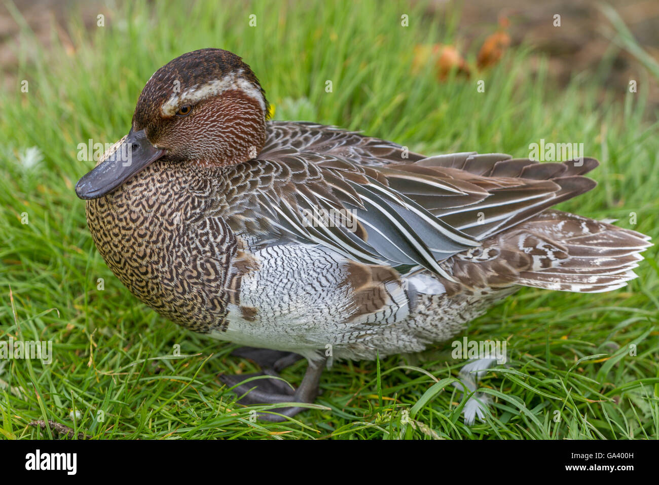 Black headed duck hi-res stock photography and images - Alamy