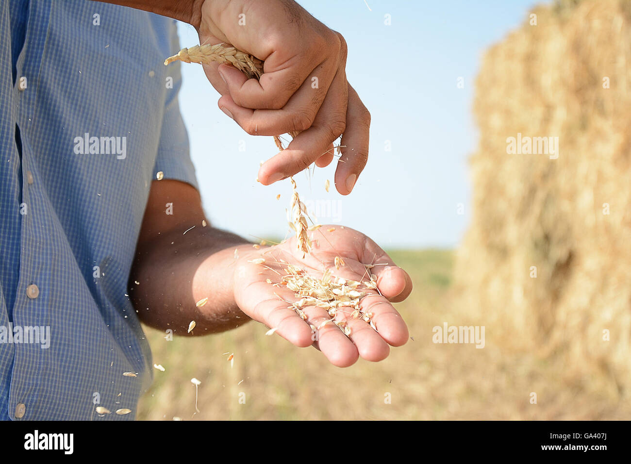 Wheat by hand Stock Photo - Alamy