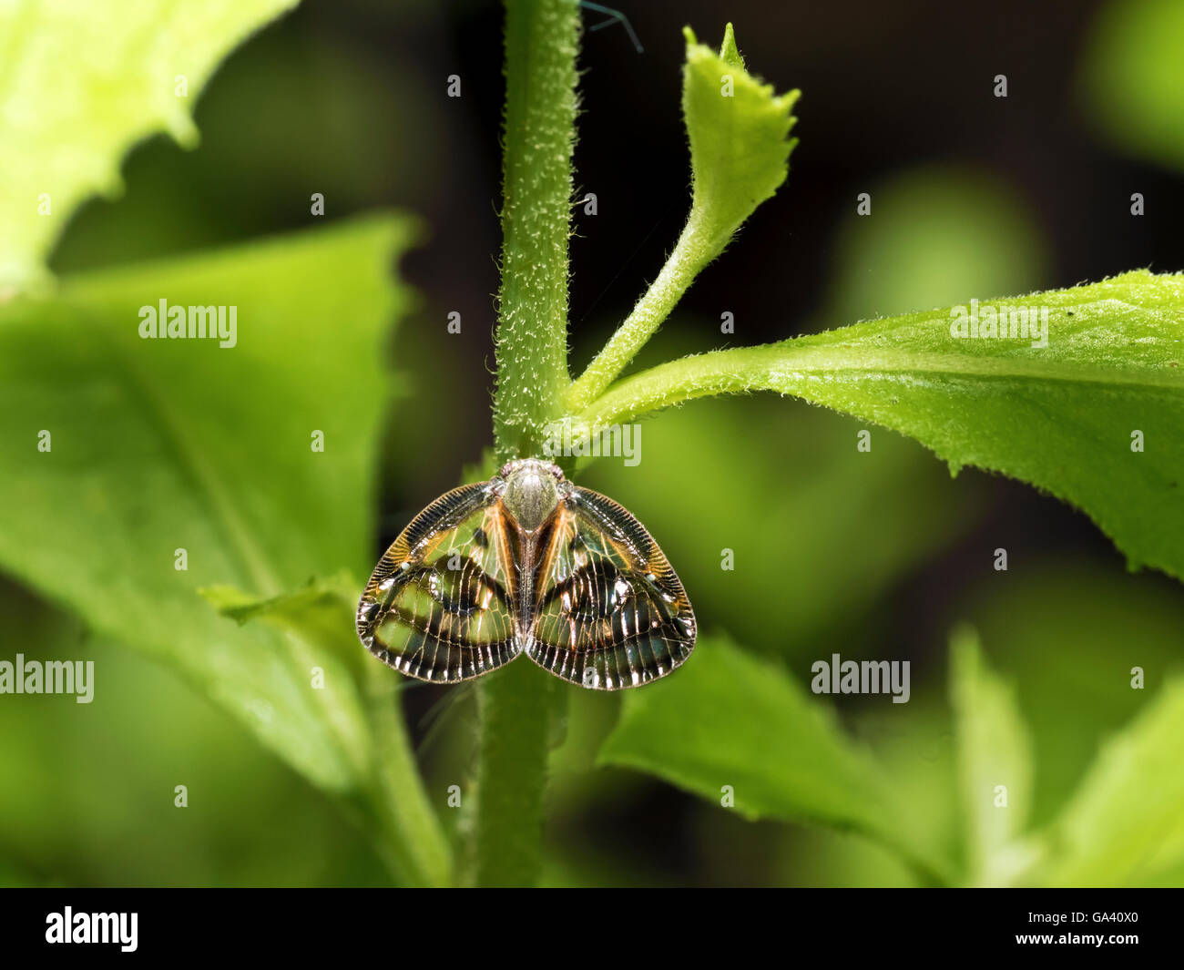 Green planthopper hi-res stock photography and images - Alamy