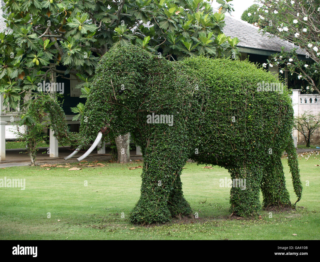 Green elephant from Carmona retusa (Vahl) Masam, decorative Stock Photo ...