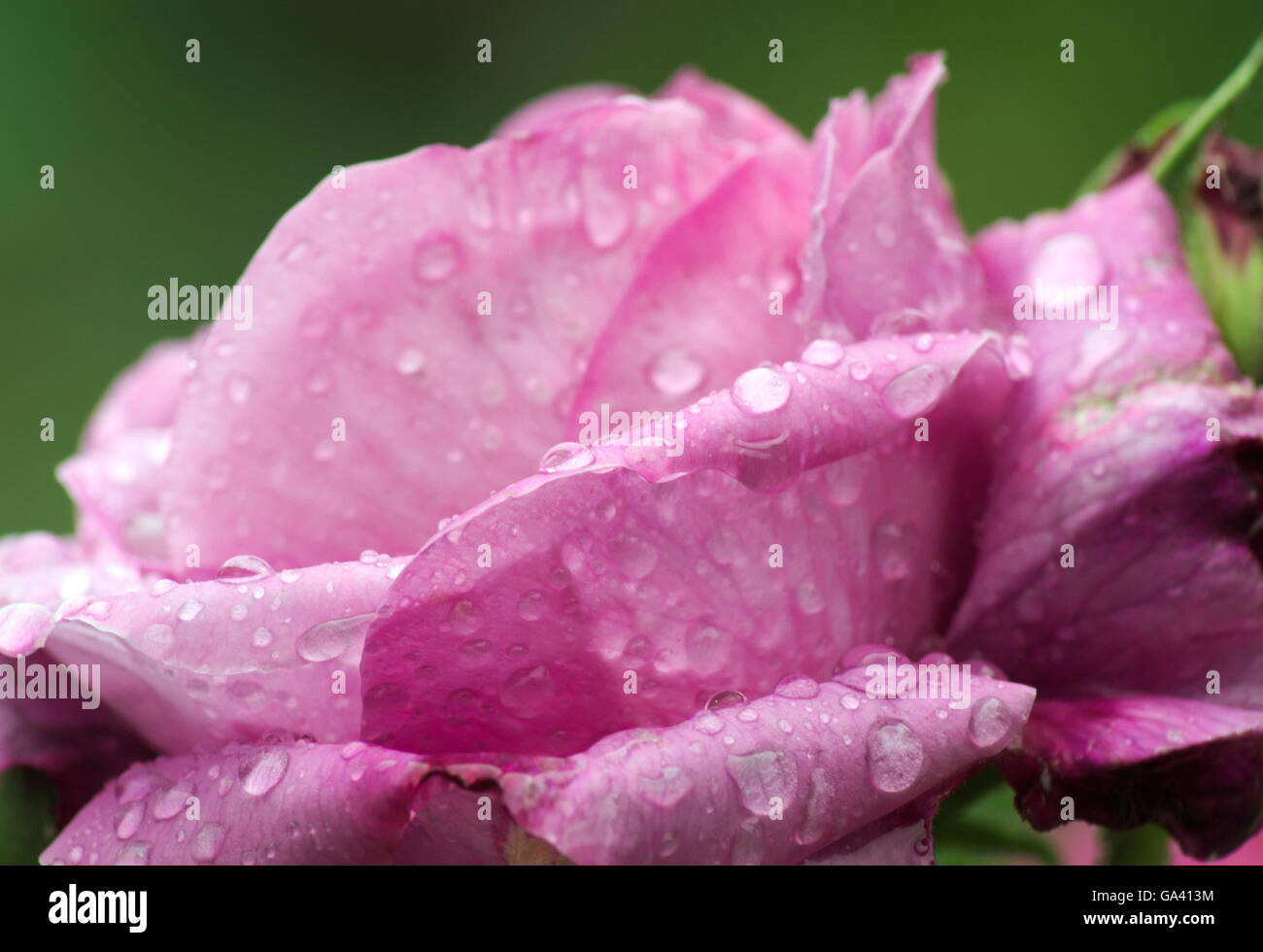 Pink rose in the rain, taken with a shallow depth of field Stock Photo ...
