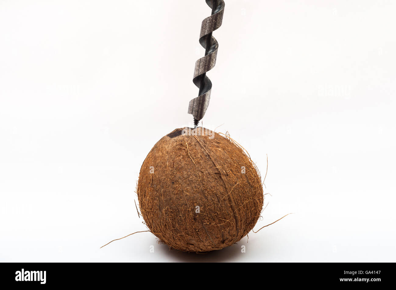 Drilling in to coconut on a white background Stock Photo - Alamy