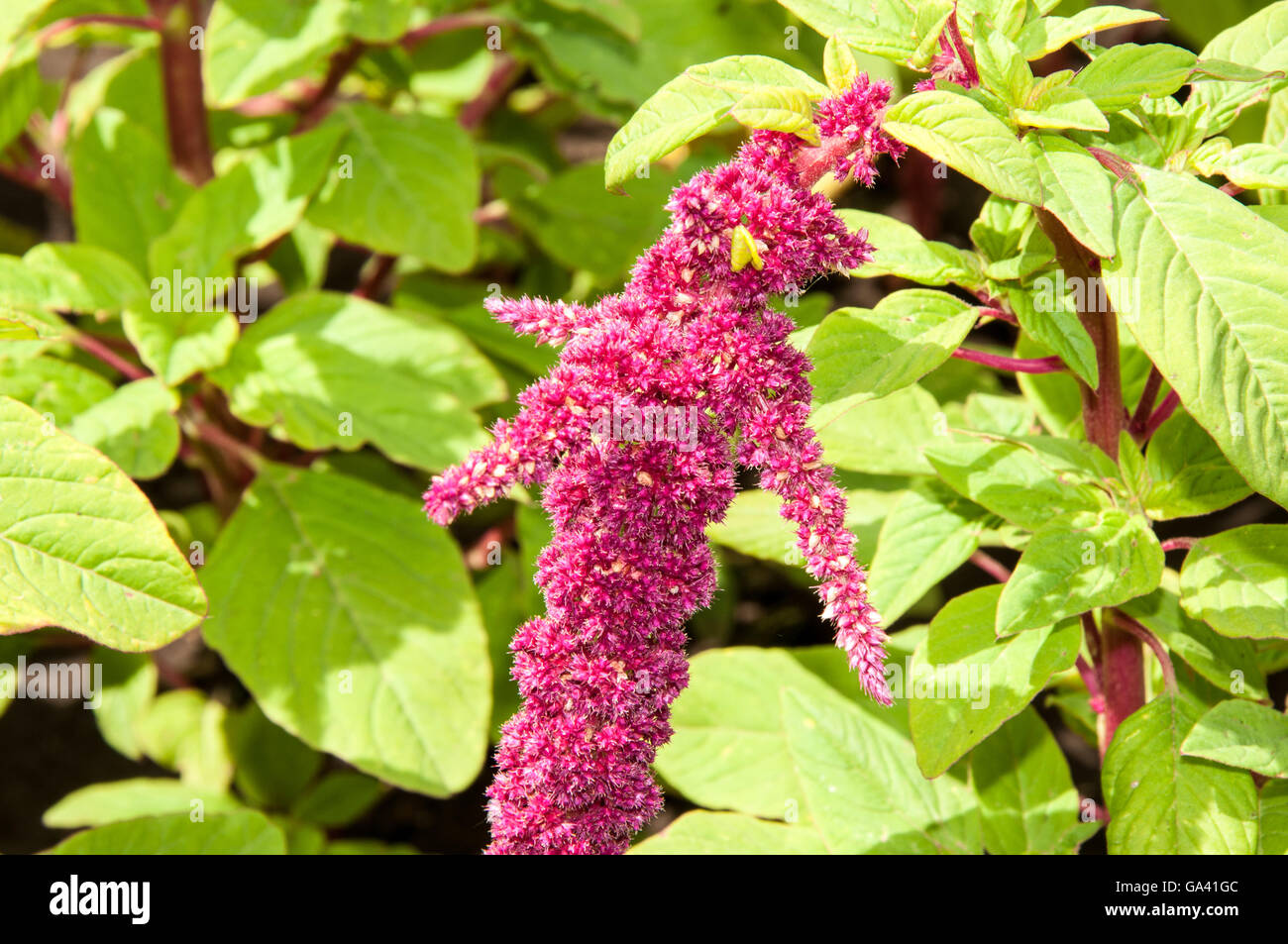 Fruit amaranth are widely used in medicine Stock Photo - Alamy