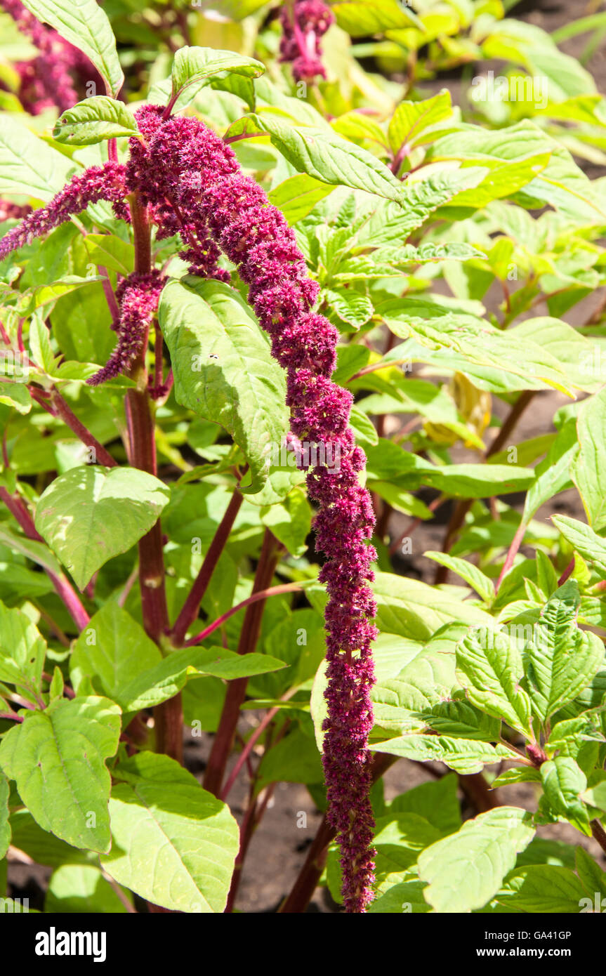 Fruit amaranth are widely used in medicine Stock Photo - Alamy