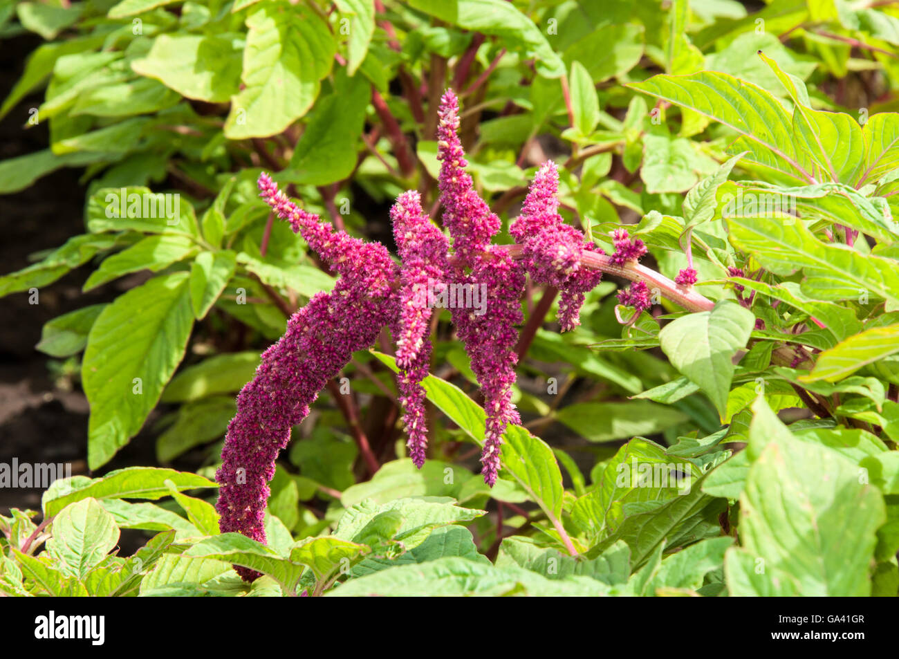 Fruit amaranth are widely used in medicine Stock Photo - Alamy