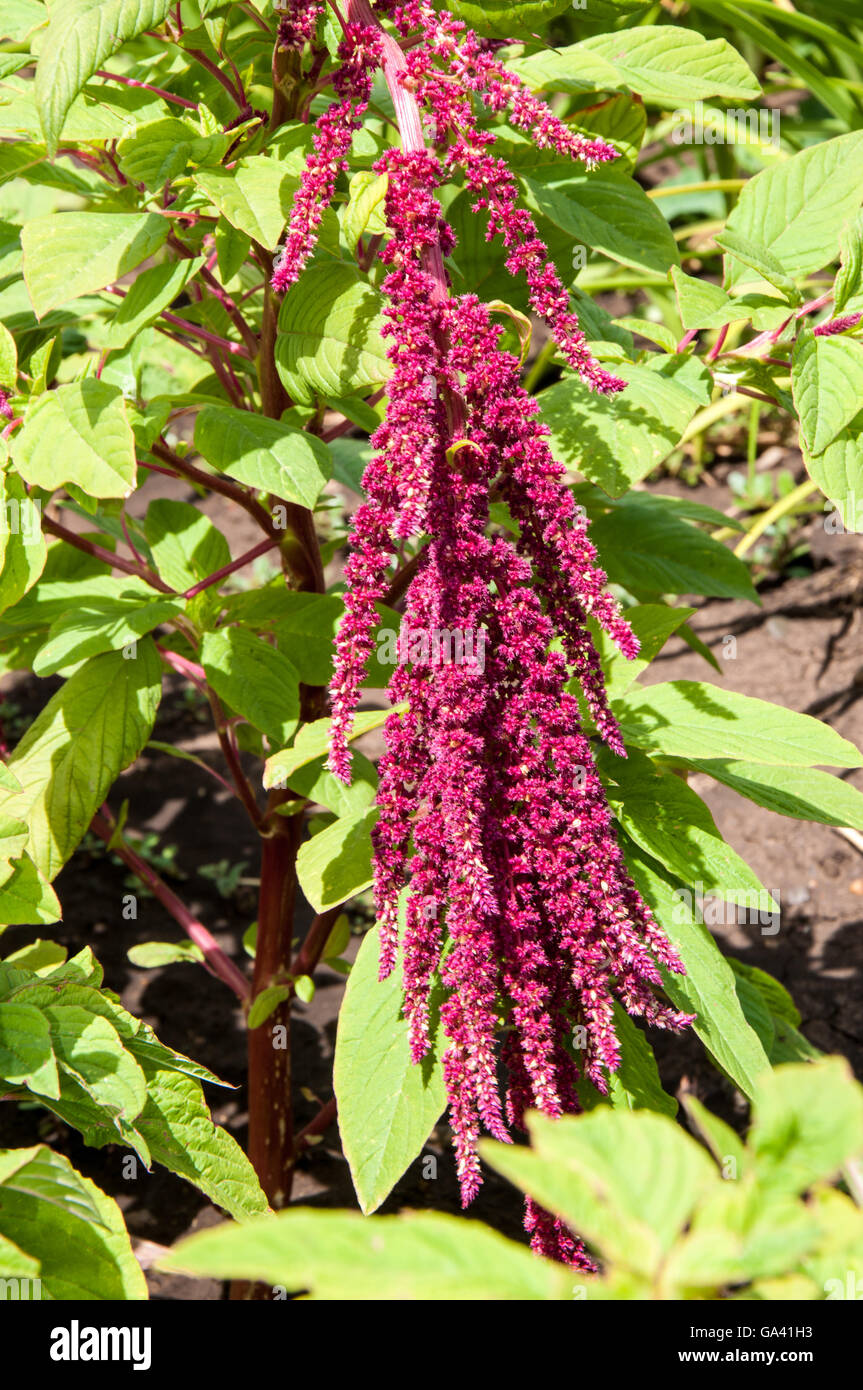 Fruit amaranth are widely used in medicine Stock Photo - Alamy