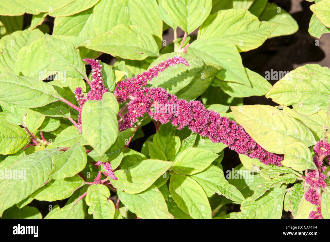 Fruit amaranth are widely used in medicine Stock Photo - Alamy