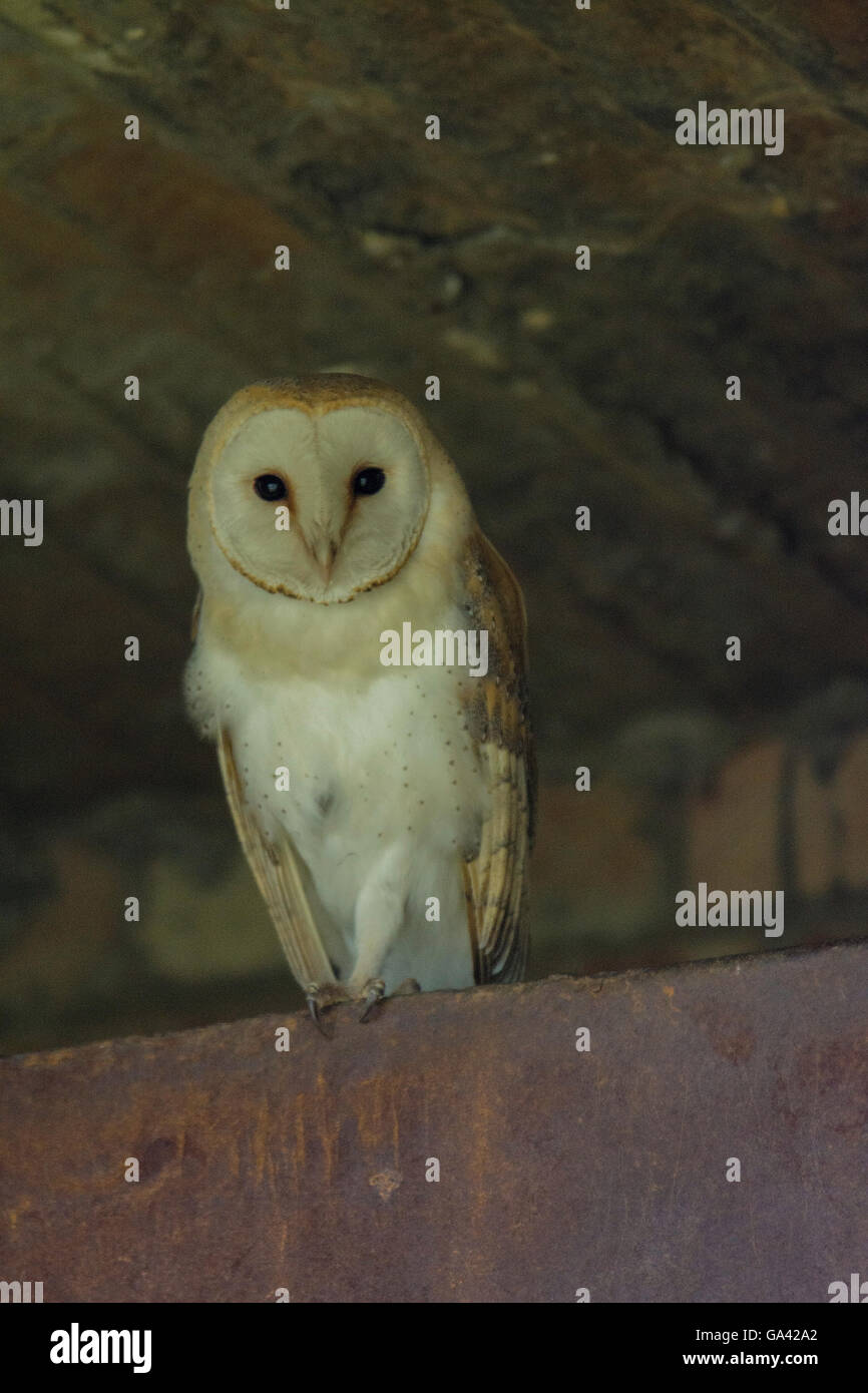 Owl tower hi-res stock photography and images - Alamy