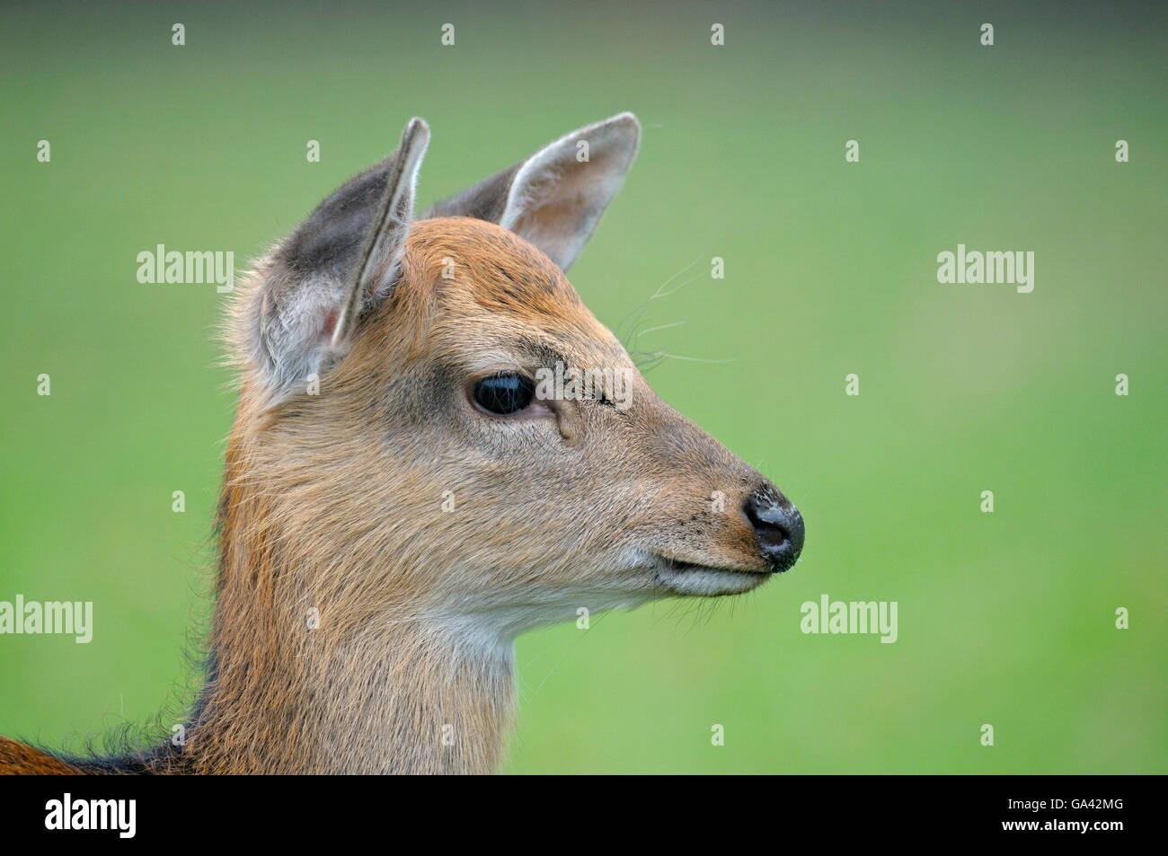 Dybowski Sika Deer, fawn / (Cervus nippon dybowskii Stock Photo - Alamy