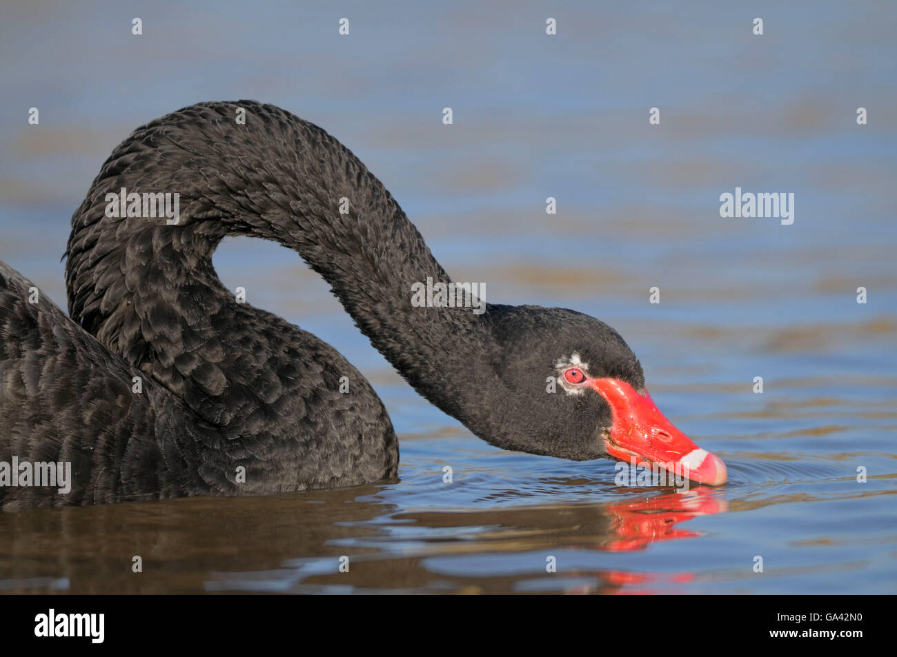 Black swan eating hi-res stock photography and images - Alamy