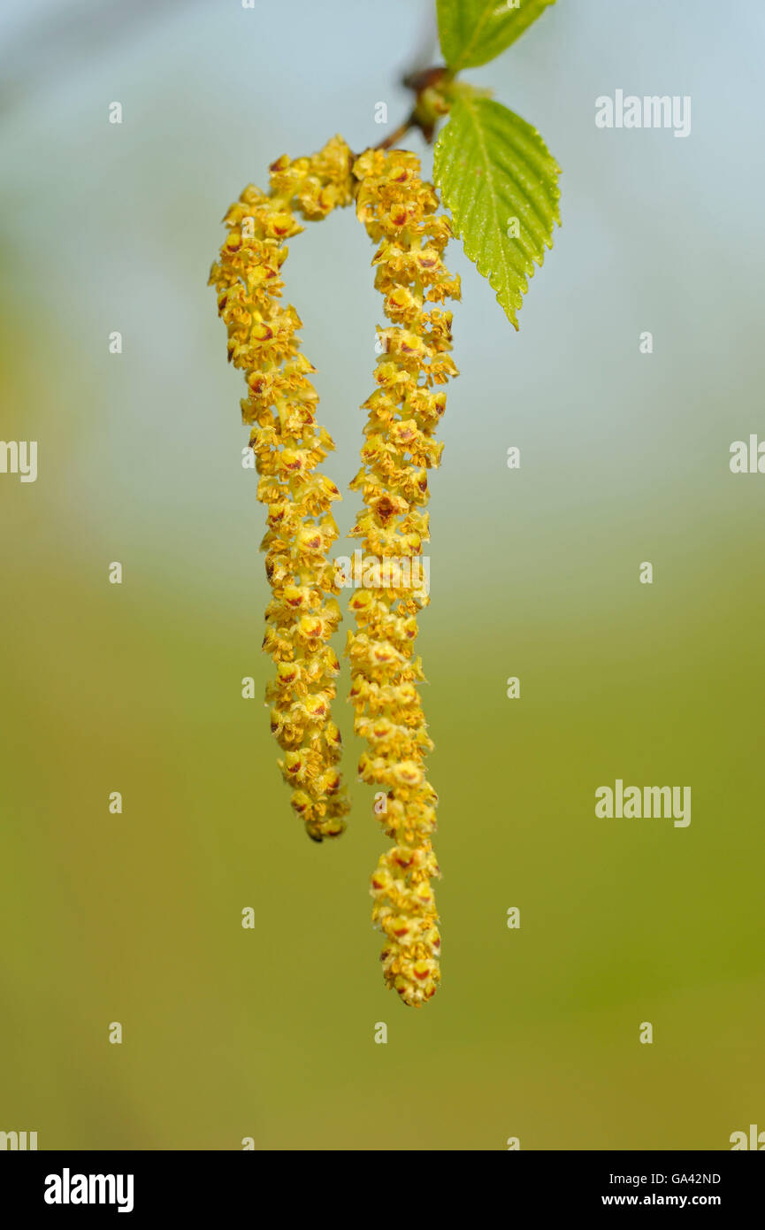 Silver Birch, catkin, national park De Groote Peel, Netherland ...