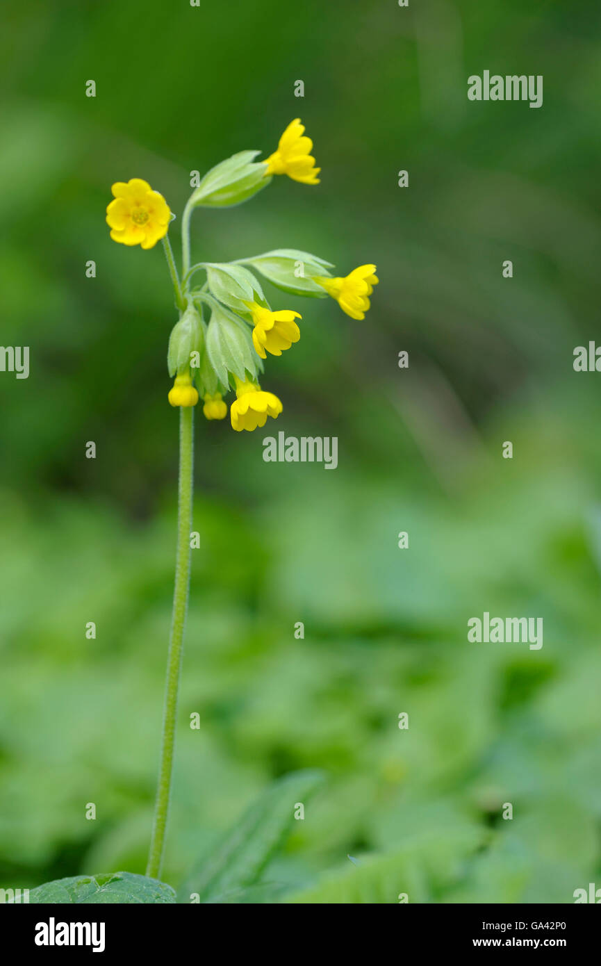 Medicinal cowslip hi-res stock photography and images - Alamy