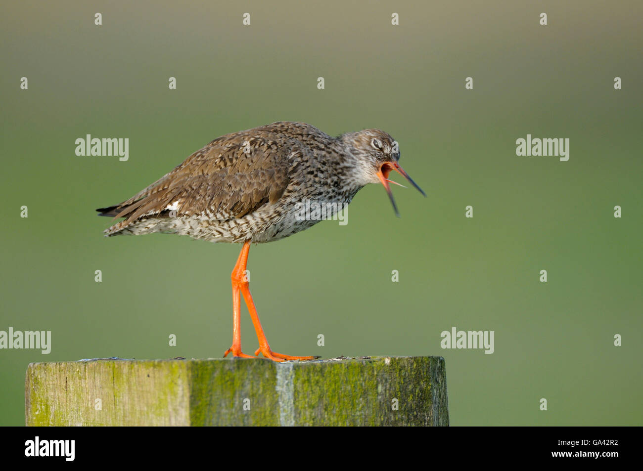 Common Redshank, disgorging, Netherlands / (Tringa totanus) / side ...