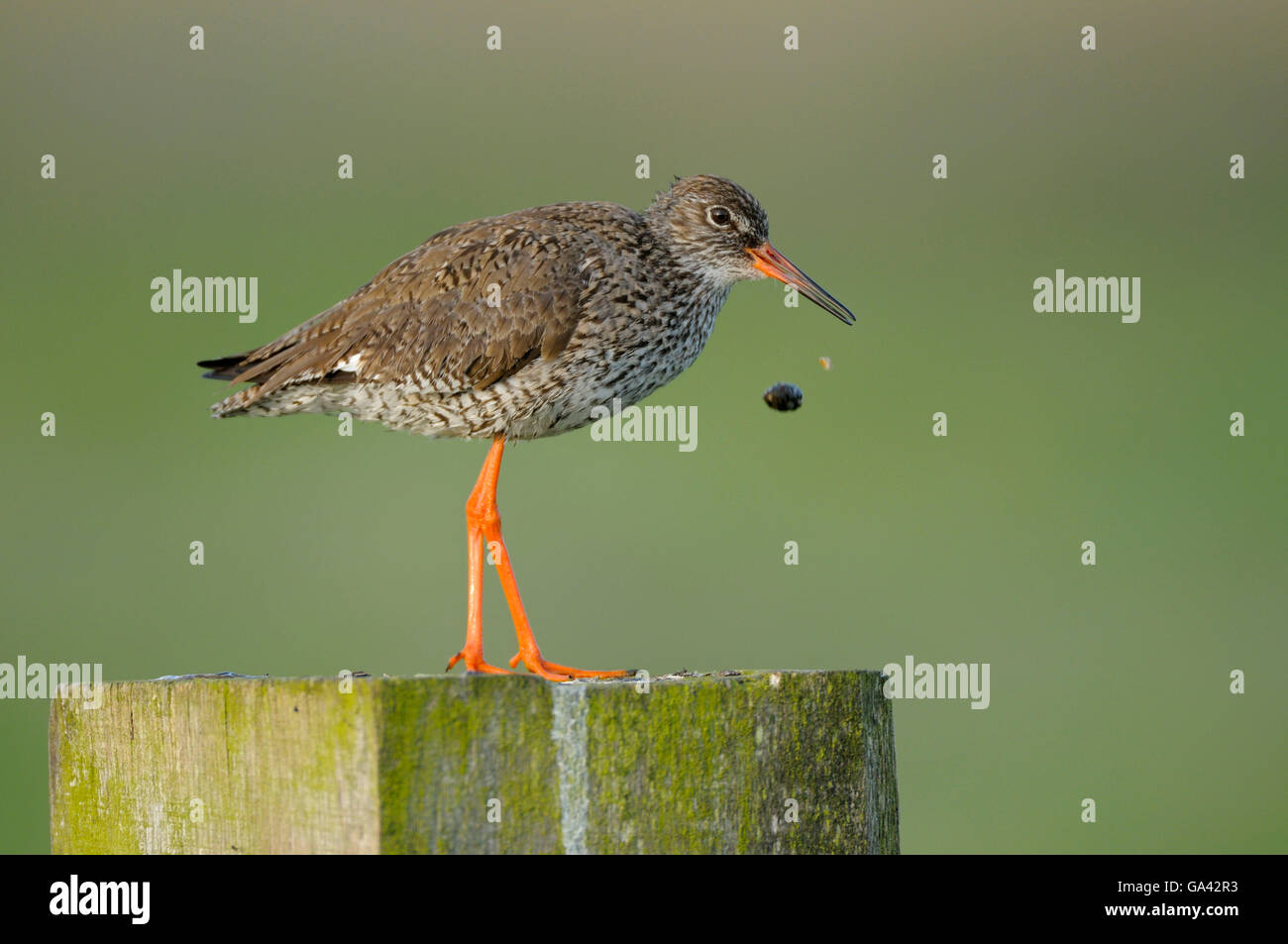 Common Redshank, disgorging, Netherlands / (Tringa totanus) / side ...