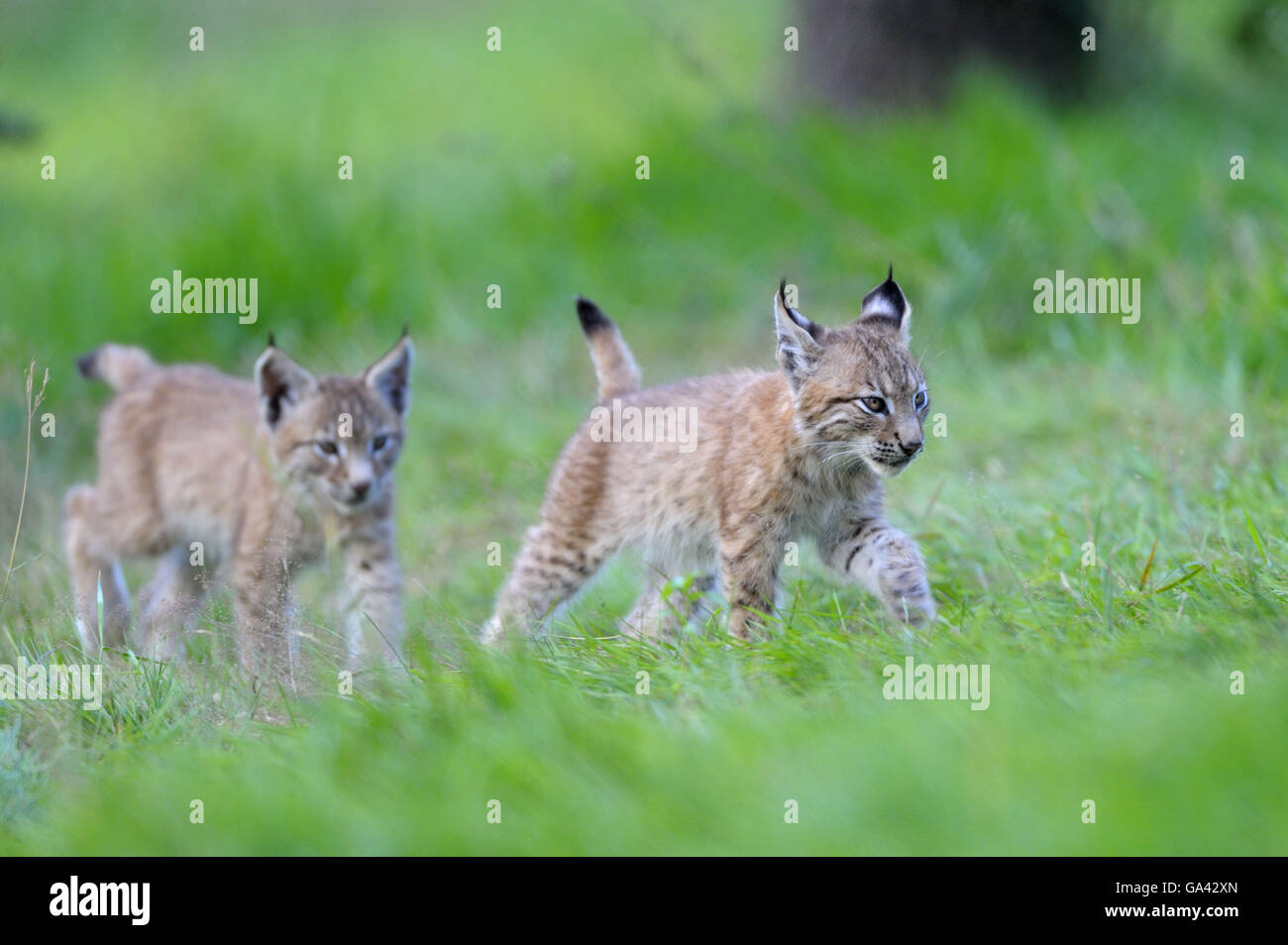 Lynx siblings hi-res stock photography and images - Alamy