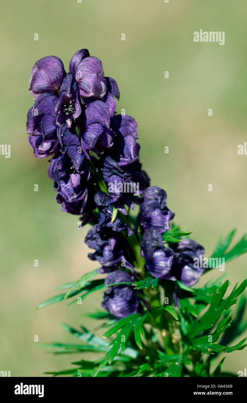 Monkshood, Austria / (Aconitum napellus tauricum Stock Photo - Alamy