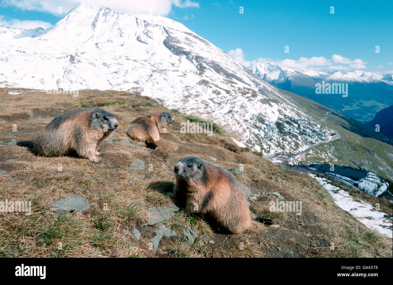 Alpine Marmots, national park Upper Tauern, Austria / (Marmota marmota ...