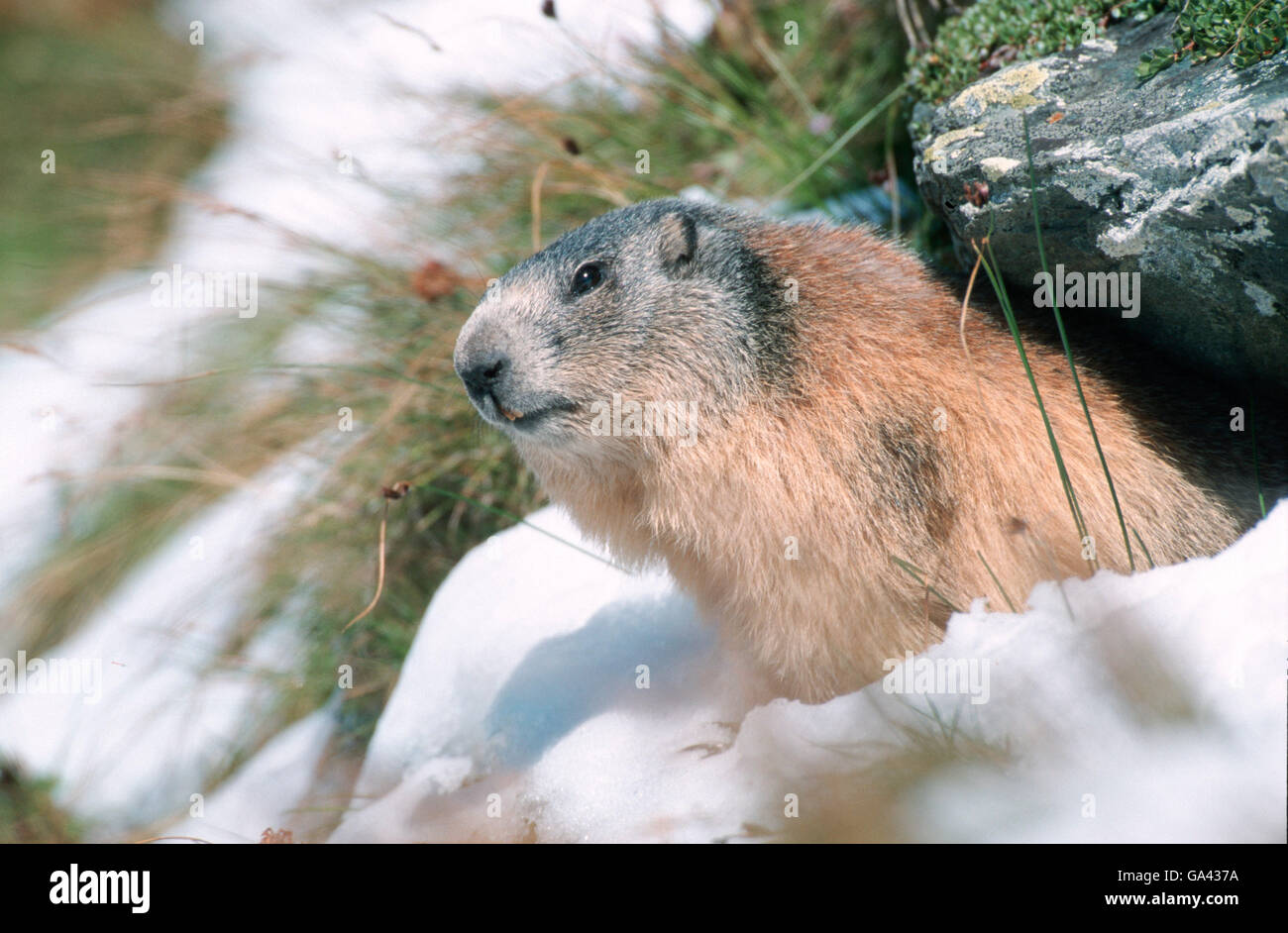 Alpine Marmot looking out of burrow at first snow, national park Upper ...