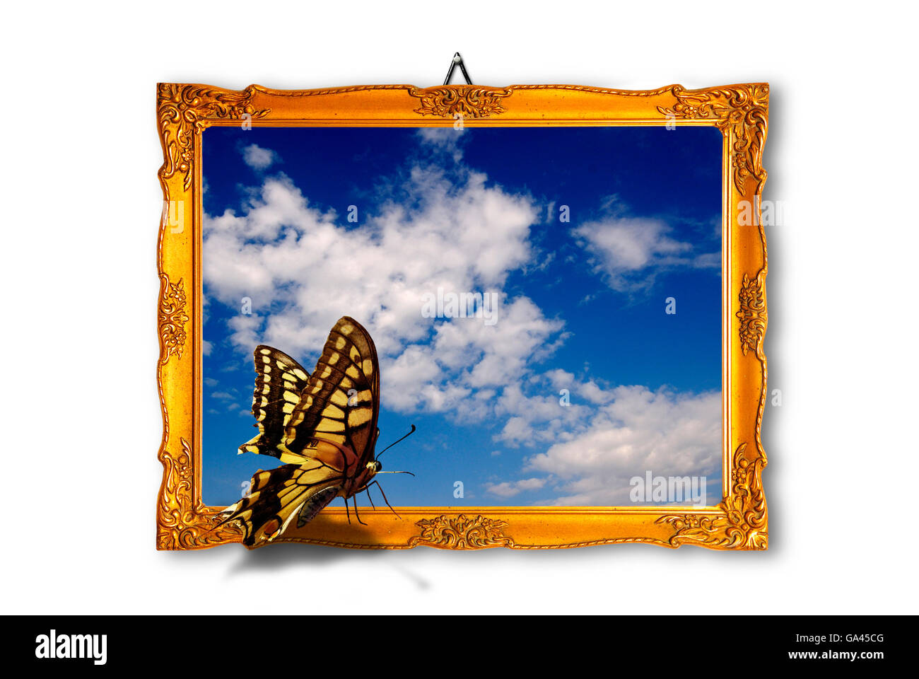 Butterfly frame hi-res stock photography and images - Alamy