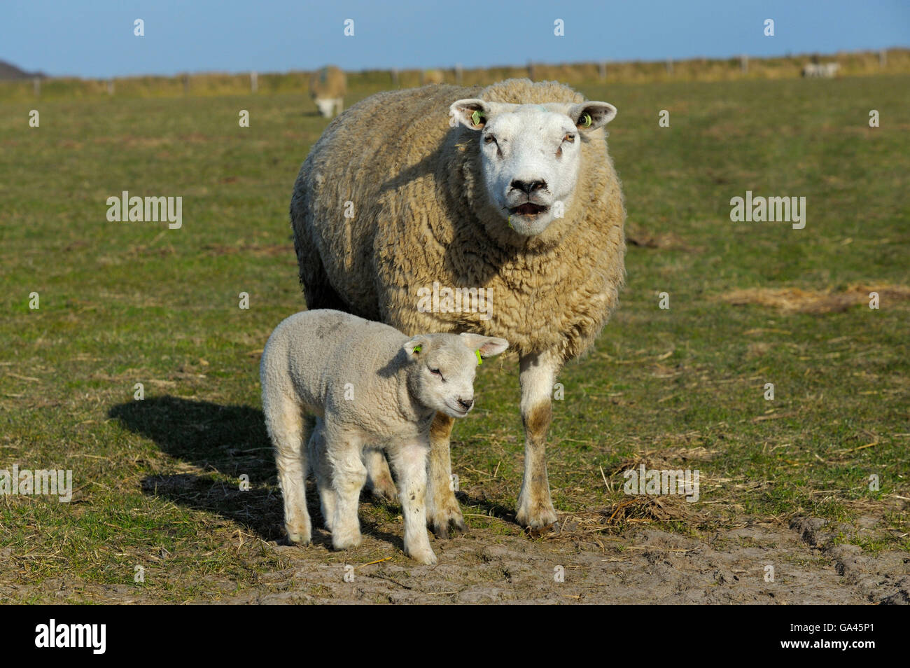 Texel sheep, ewe with lamb, Texel, Netherlands Stock Photo - Alamy