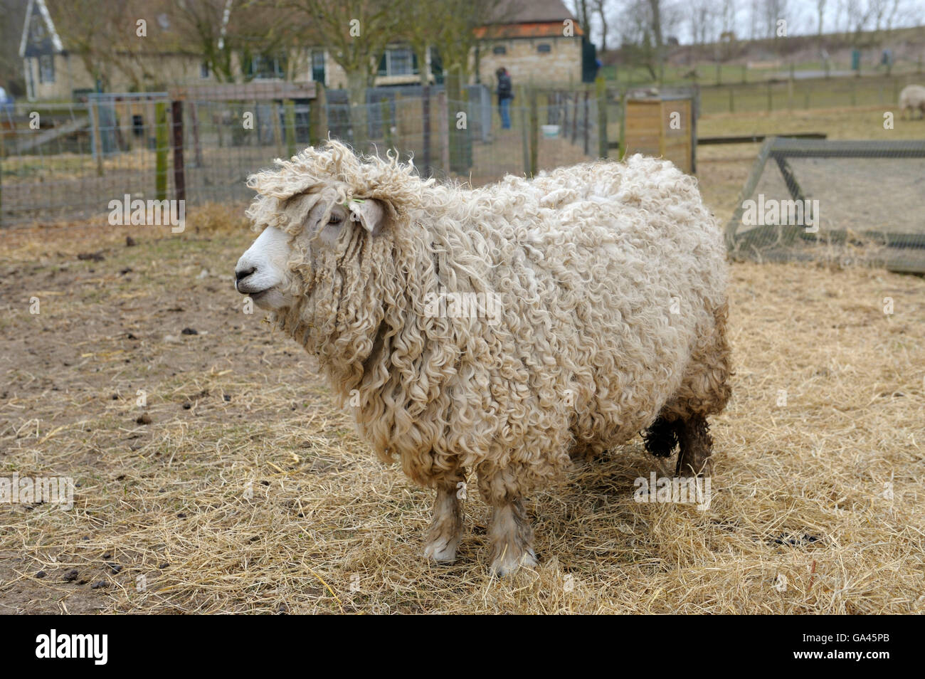 Texel Sheep, Texel, Netherlands Stock Photo - Alamy