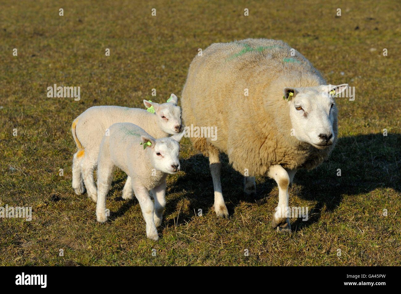 Texel sheep with lambs, Texel, Netherlands Stock Photo - Alamy