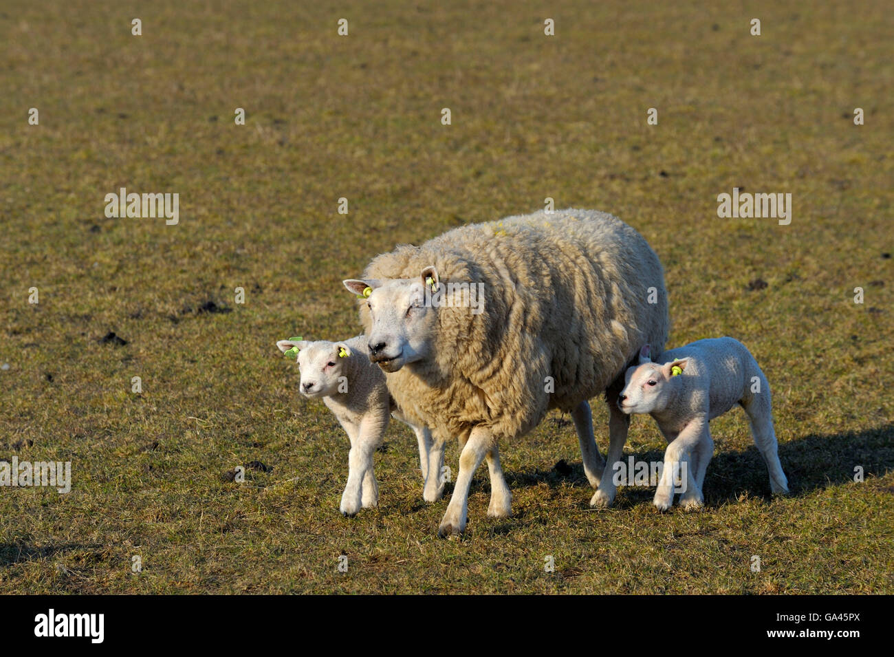Young texel lambs in hi-res stock photography and images - Alamy