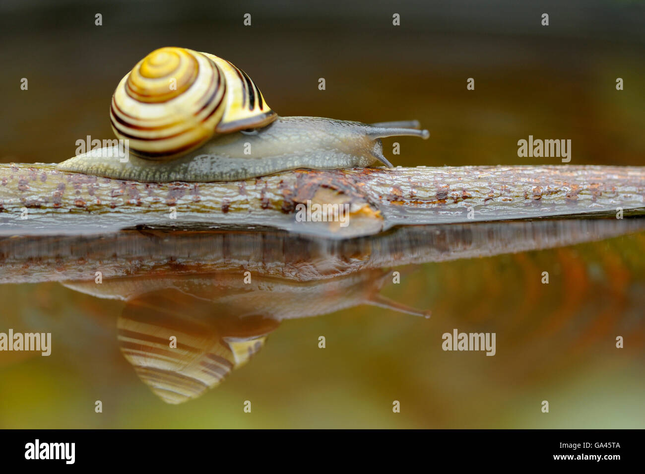 Brown-lipped Snail, Germany / (Cepaea nemoralis Stock Photo - Alamy