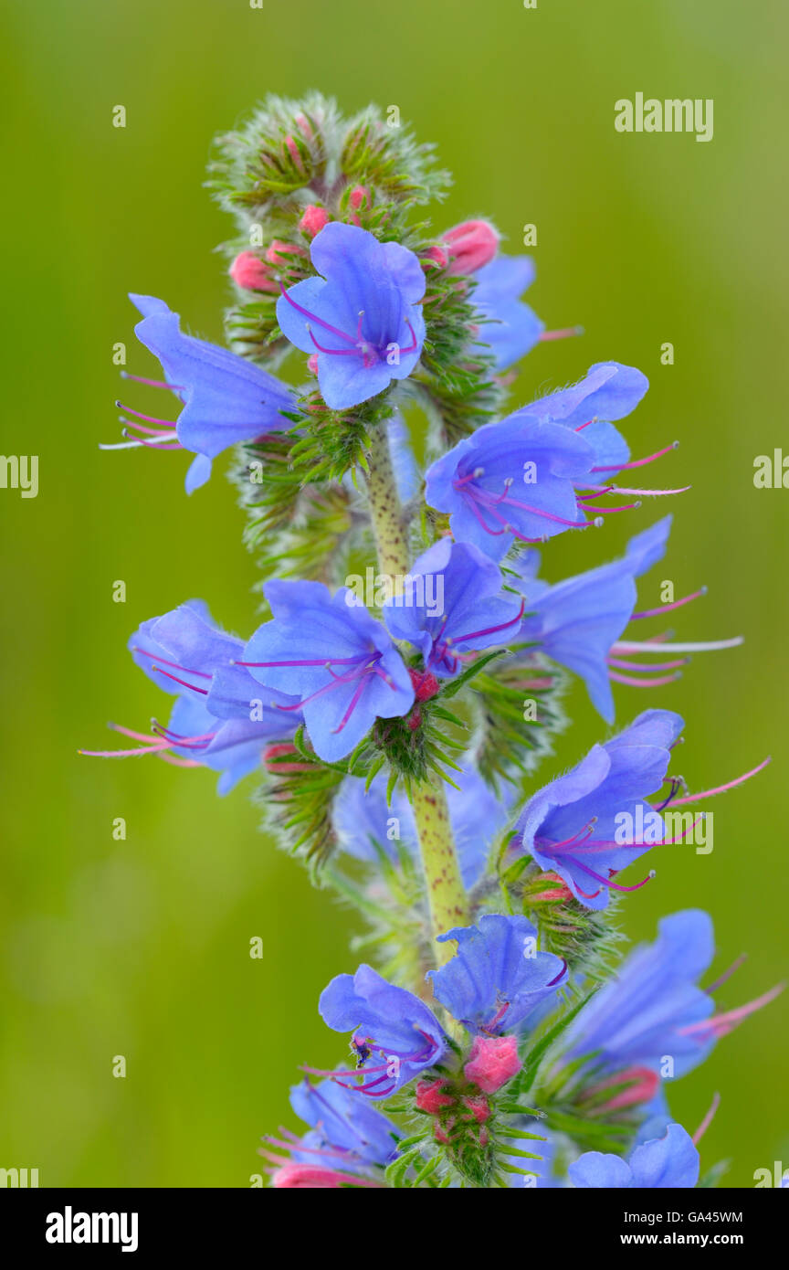 Viper's Bugloss, Oberhausen, Germany / (Echium vulgare Stock Photo - Alamy