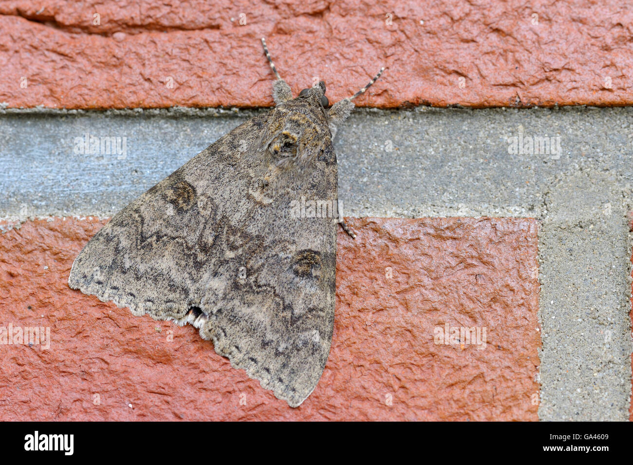 Red underwing moths hi-res stock photography and images - Alamy