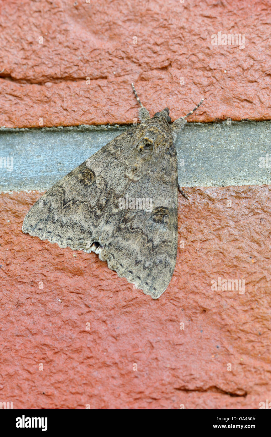 Red Underwing, Cuxhaven, Germany / (Catocala nupta Stock Photo - Alamy