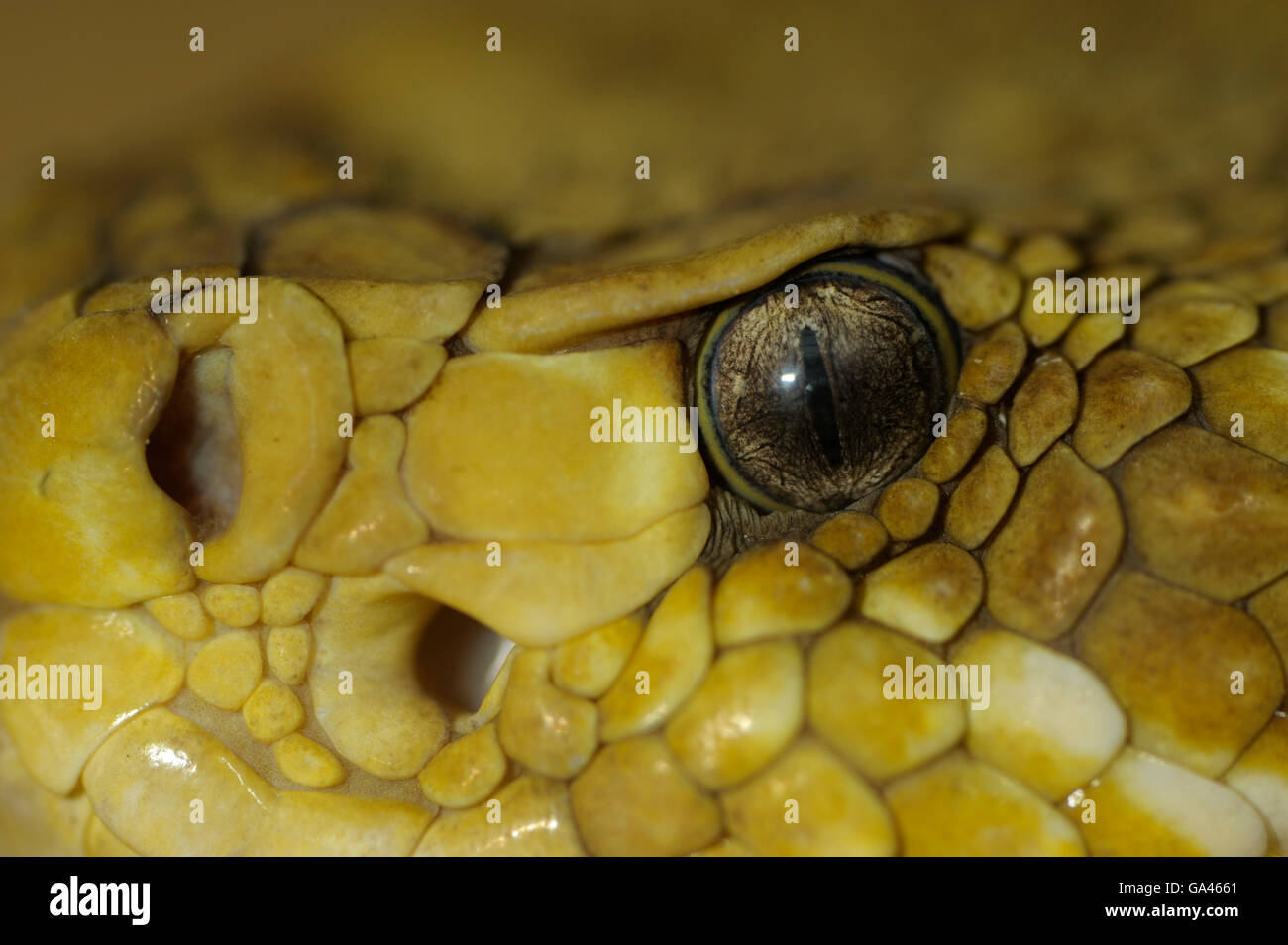 Mexican west coast rattlesnake / (Crotalus basiliscus Stock Photo - Alamy