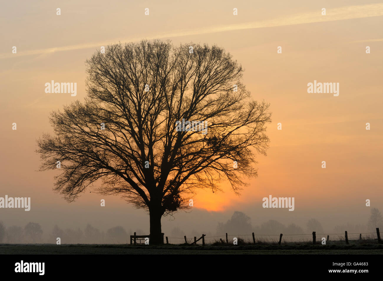 Oak tree at sunrise hi-res stock photography and images - Alamy