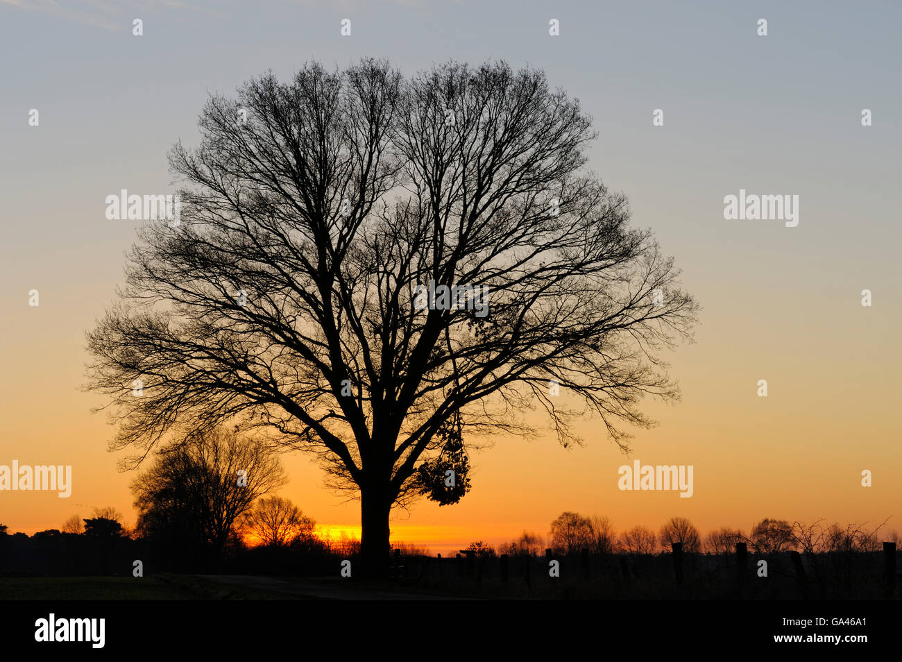 Oak tree at sunrise, Dingdener Heide, Germany Stock Photo - Alamy