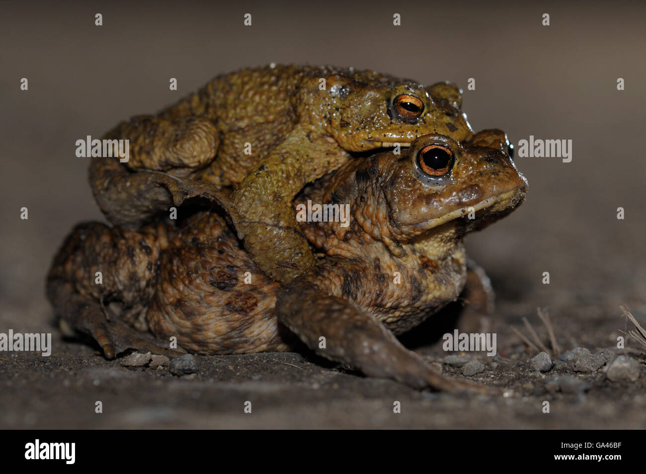 Toad couple hi-res stock photography and images - Alamy