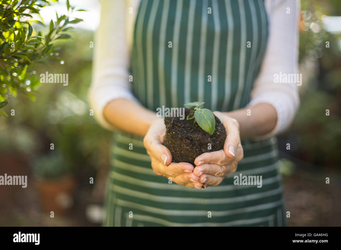 Female gardener holding sapling Stock Photo - Alamy