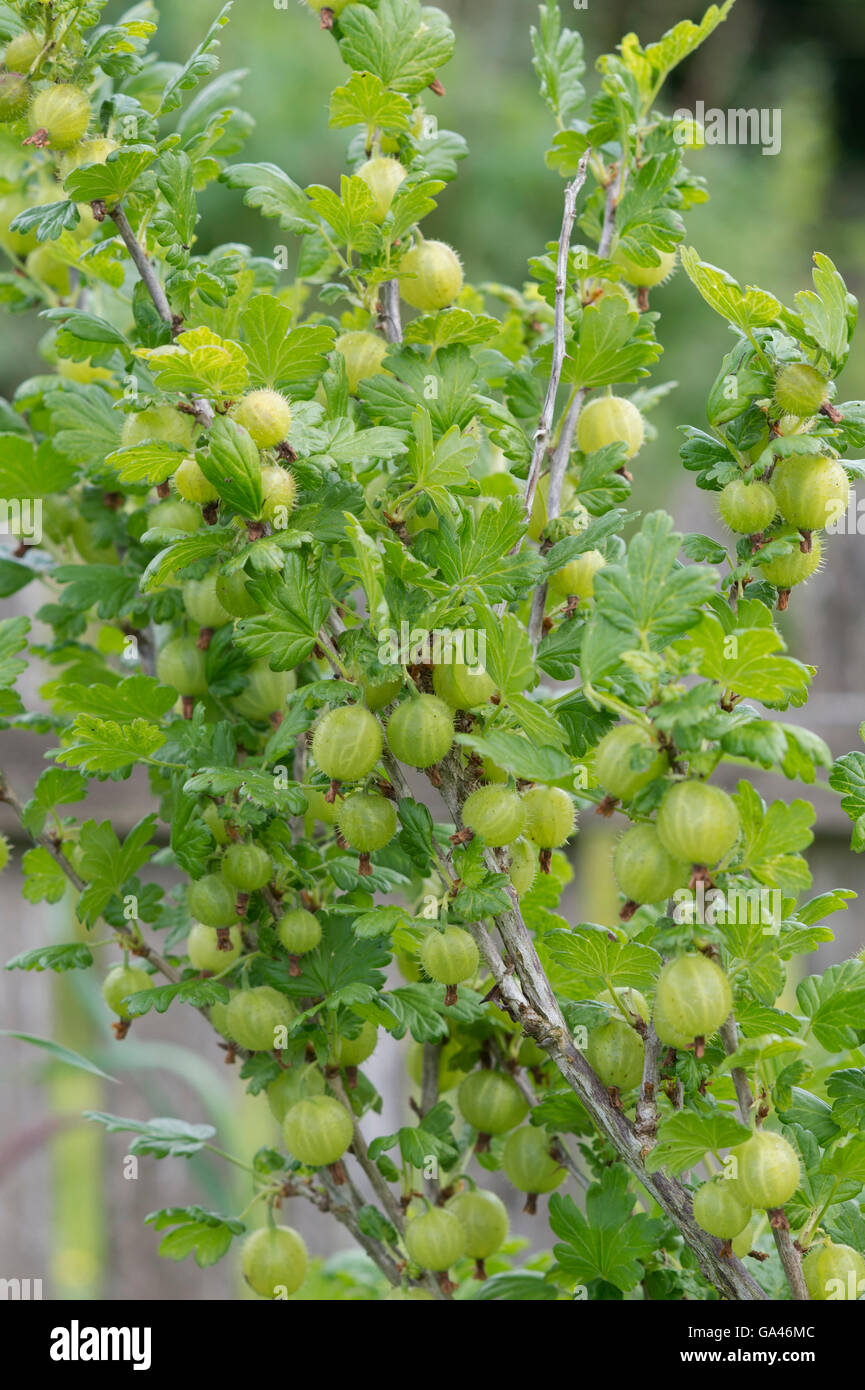 Ribes uva crispa. Gooseberry Invicta. Gooseberries on the bush Stock ...