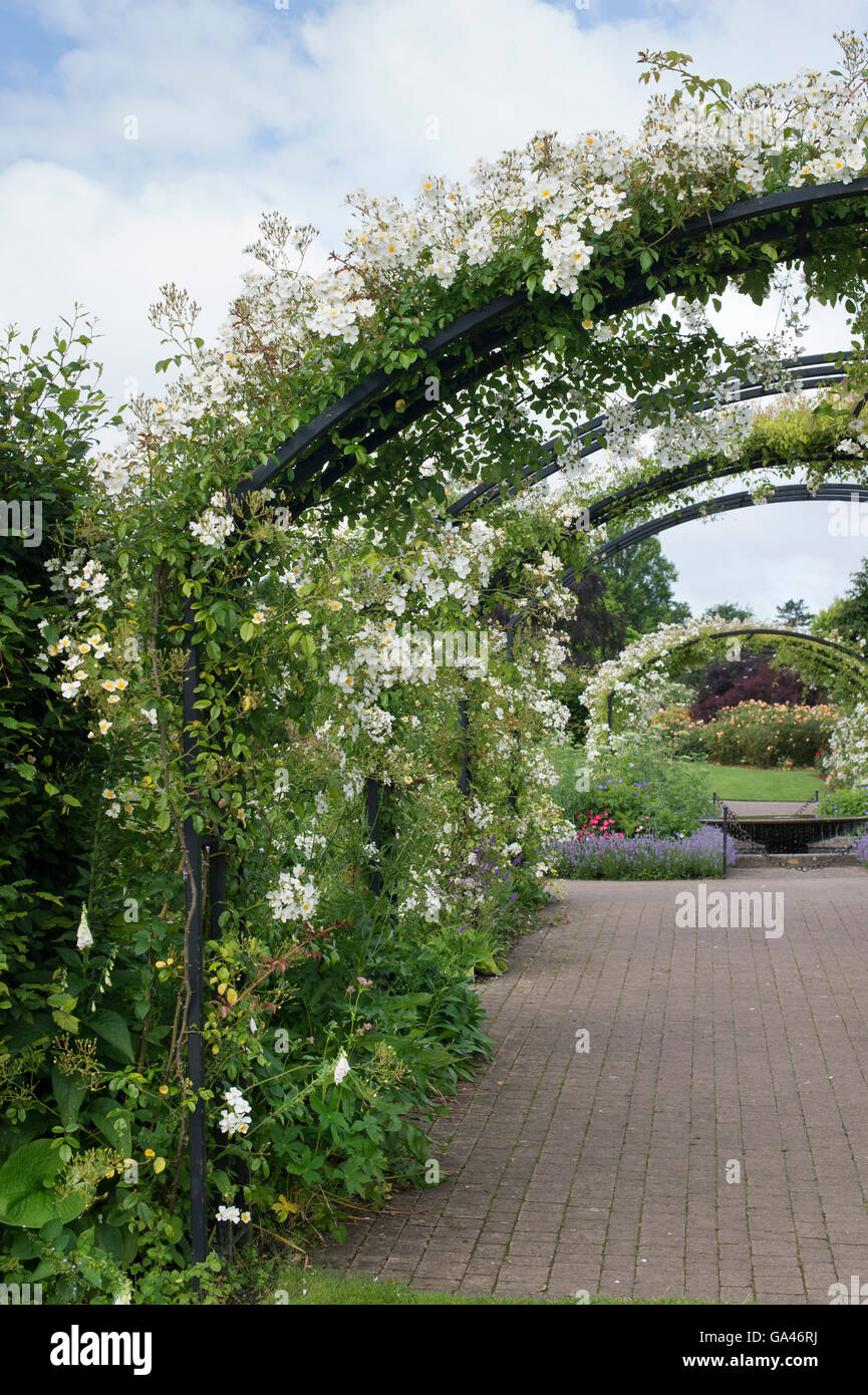 Rosa mulliganii. Mulligan rose on archways in the cottage garden at RHS ...