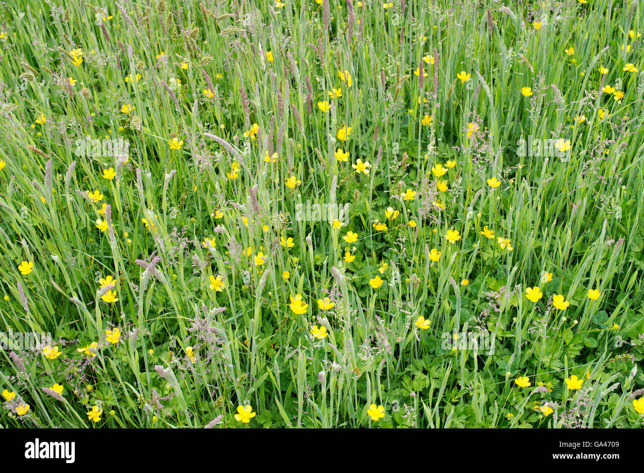 Growing green wild grasses hi-res stock photography and images - Alamy