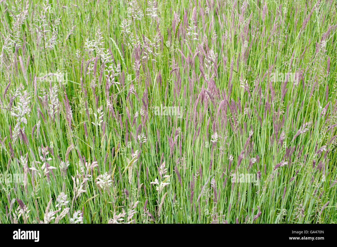 Wild grass in a british meadow Stock Photo - Alamy